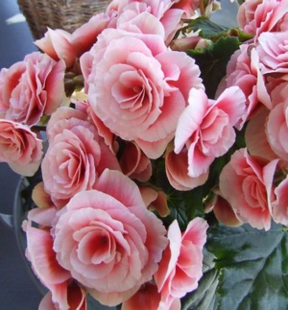 Double Begonias - Begonias - Spring Planting - Bulbs, plants and more