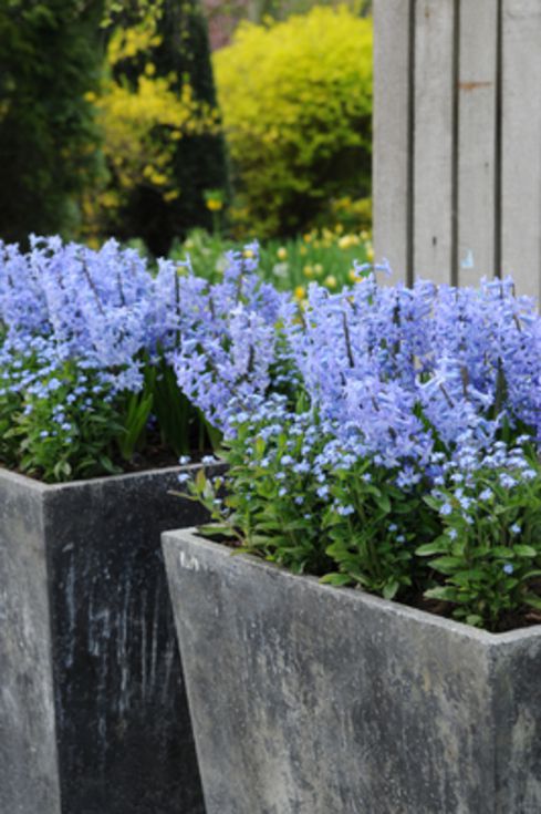 Multiflora Hyacinths - Hyacinths - Autumn Planting - Bulbs, plants and more