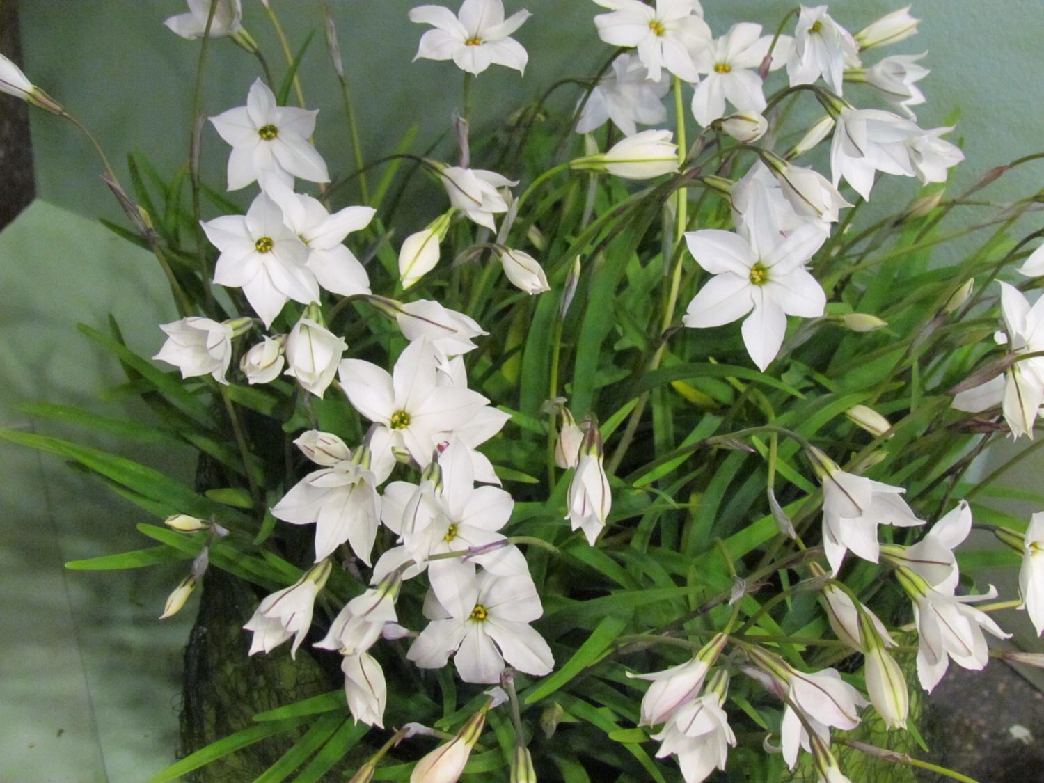 Ipheion - Miscellaneous Bulbs - Autumn Planting - Bulbs, plants and more