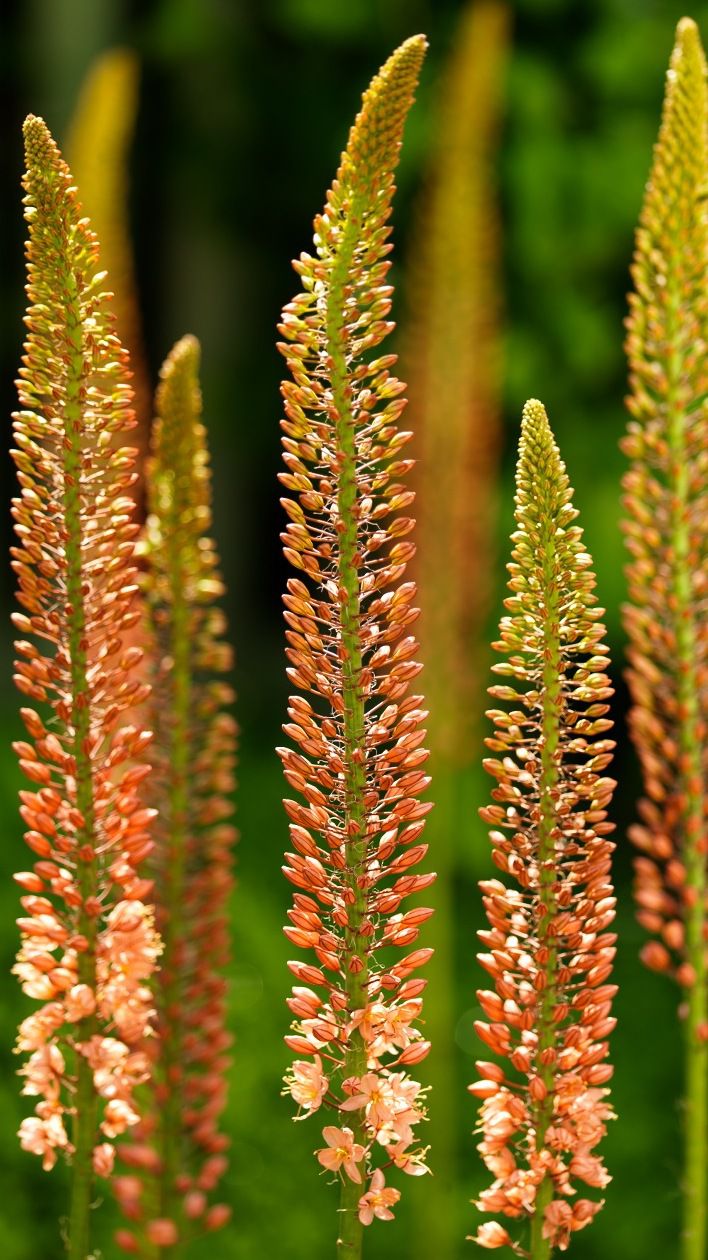 Eremurus (Foxtail Lilies) - Miscellaneous Bulbs - Autumn Planting ...